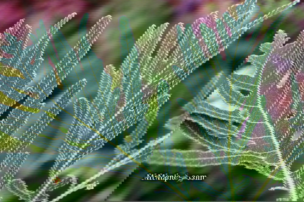 Buy Quercus dentata 'Pinnatifida' Japanese Emperor Oak Tree — Mr Maple ...