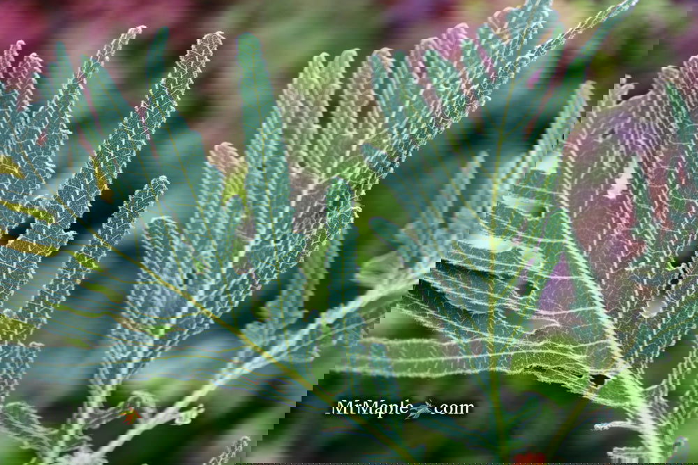 Buy Quercus dentata 'Pinnatifida' Japanese Emperor Oak Tree — Mr Maple ...