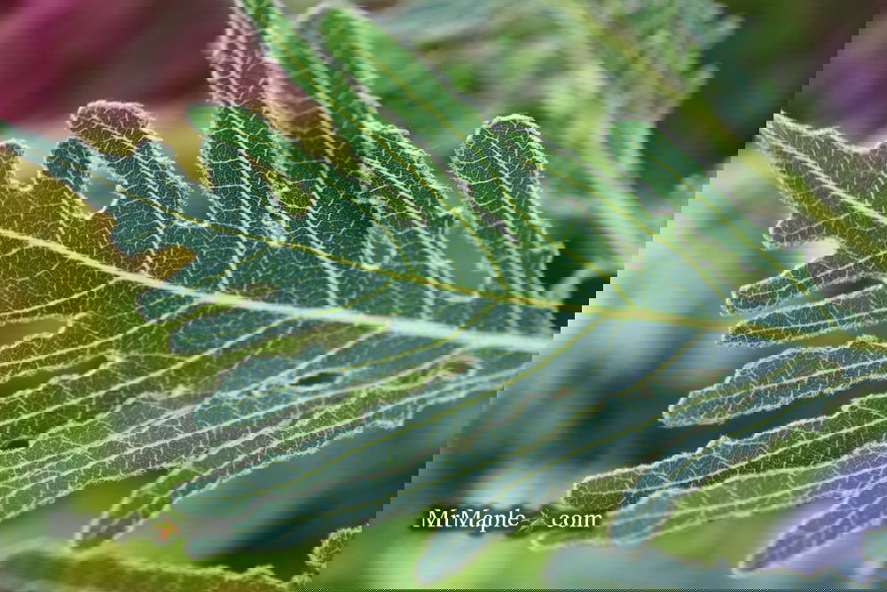 Buy Quercus dentata 'Pinnatifida' Japanese Emperor Oak Tree — Mr Maple ...