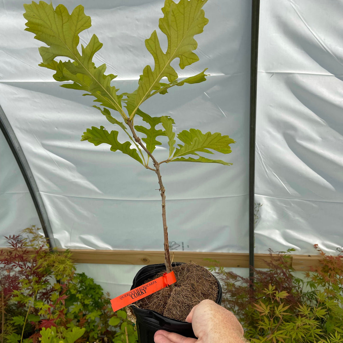 Buy Quercus macrocarpa 'Corky' Heavy Cork Bark Bur Oak — Mr Maple │ Buy ...