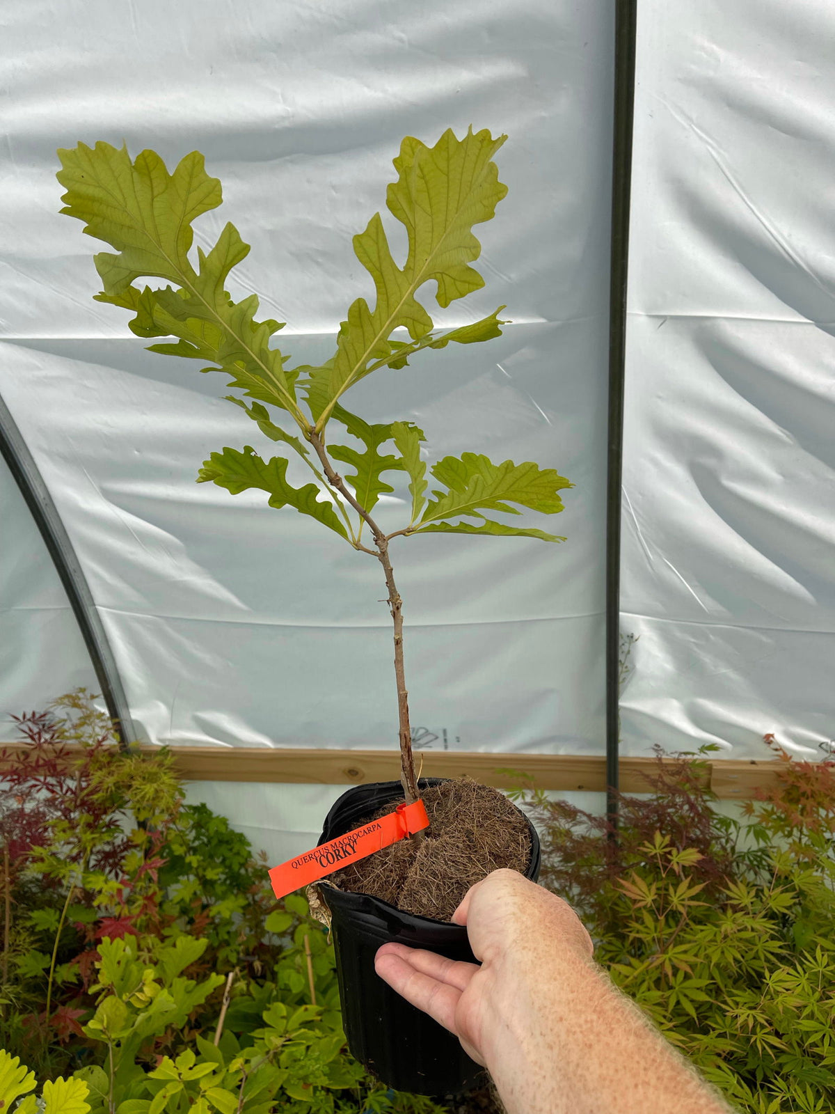 Buy Quercus macrocarpa 'Corky' Heavy Cork Bark Bur Oak — Mr Maple │ Buy ...