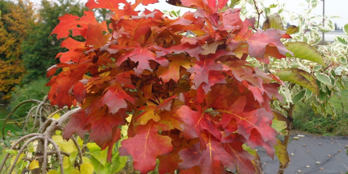 Buy Quercus palustris 'Green Dwarf' Dwarf Compact Pin Oak Tree — Mr ...