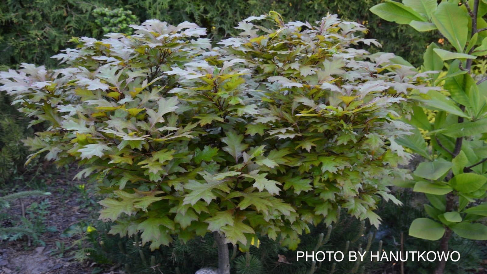 Buy Quercus palustris 'Green Dwarf' Dwarf Compact Pin Oak Tree — Mr ...
