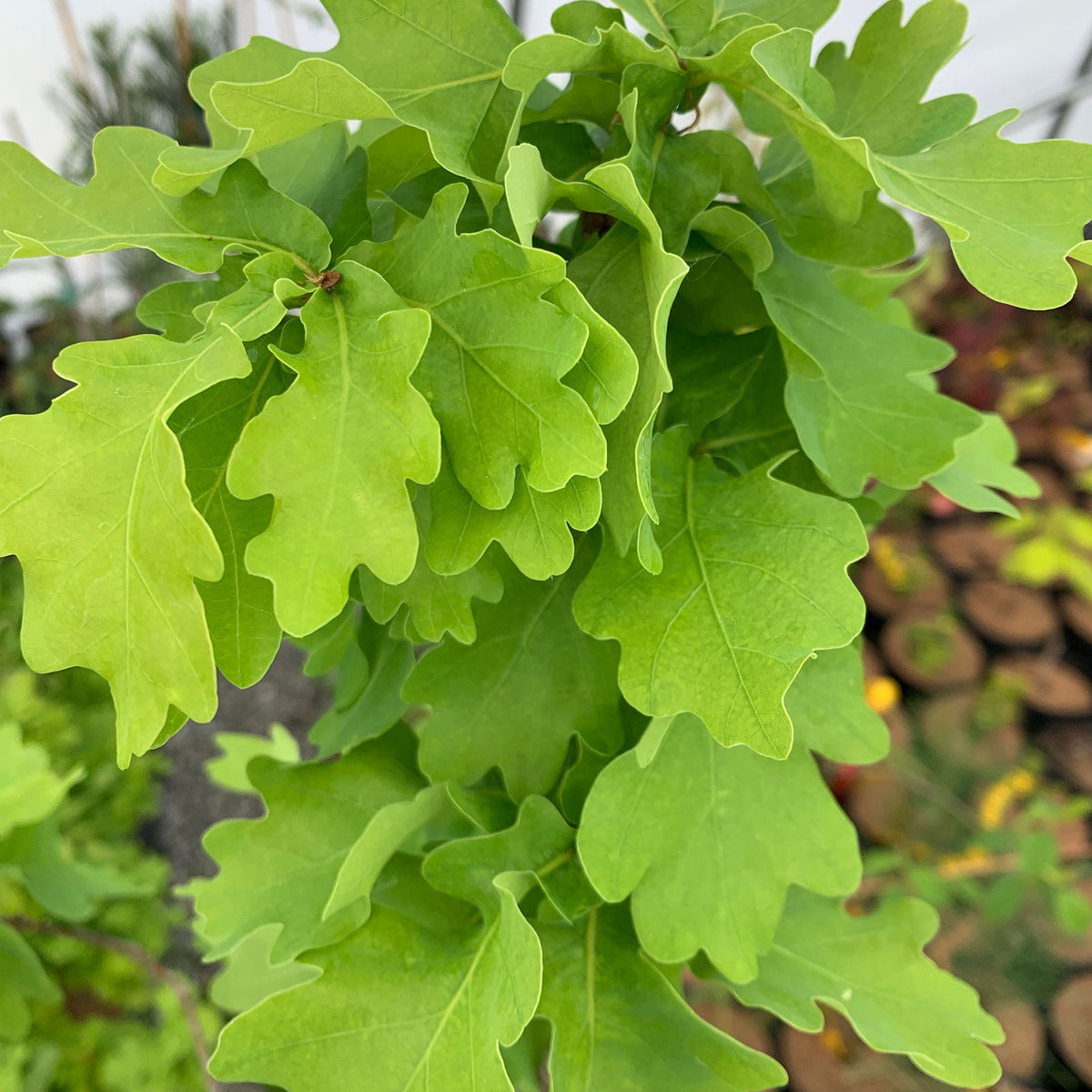 oak tree sapling identification
