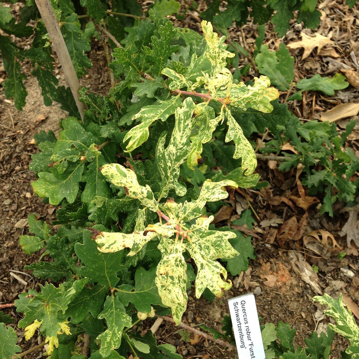 Buy Quercus robur 'Furst Schwarzenberg‘ Variegaged English Oak Tree ...
