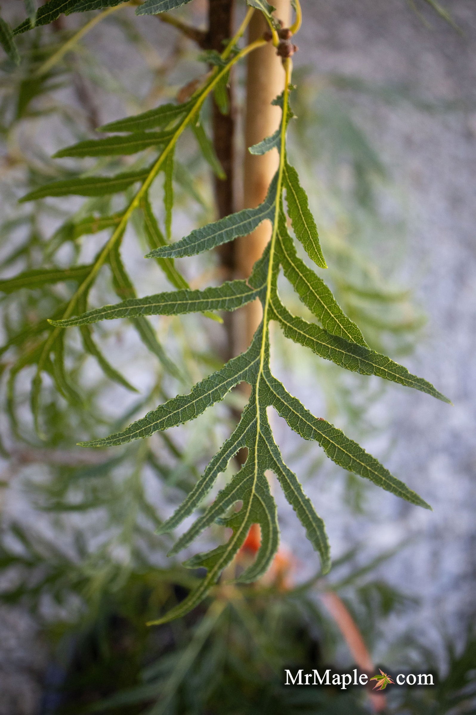 Buy Quercus robur 'Pectinana‘ Variegaged English Oak Tree — Mr Maple │ Buy Japanese Maple Trees