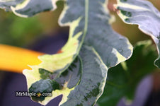 Buy Quercus robur 'Variegata‘ Variegaged English Oak Tree — Mr Maple ...