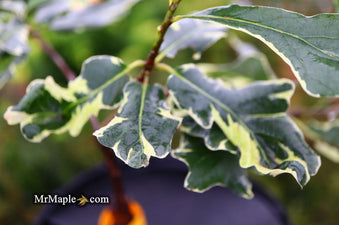 Buy Quercus robur 'Variegata‘ Variegaged English Oak Tree — Mr Maple ...