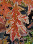 Buy Quercus rubra 'Greg's Variegated Red Oak Tree — Mr Maple │ Buy ...
