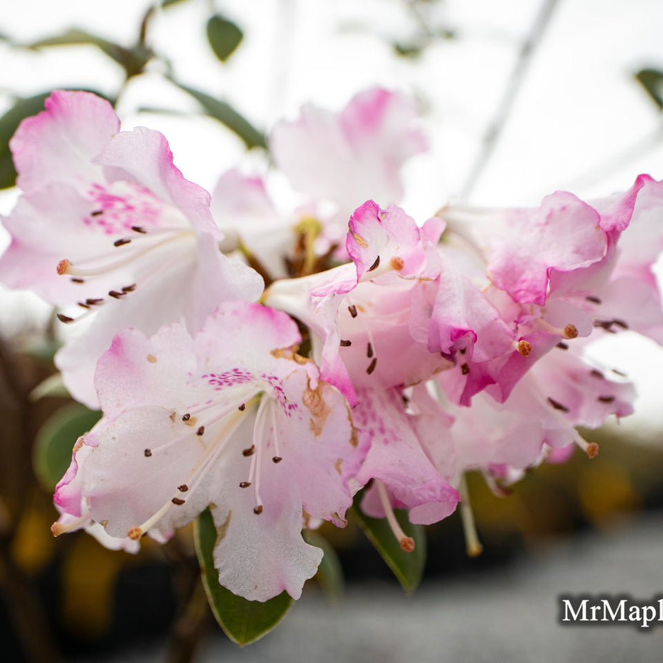 How to Revive Your Japanese Maples After Drying Out — Mr Maple │ Buy ...
