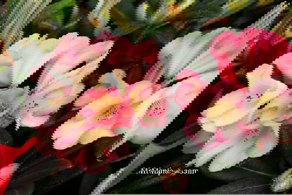 Buy Rhododendron 'Silver Skies' Pink Blooms — Mr Maple │ Buy Japanese ...