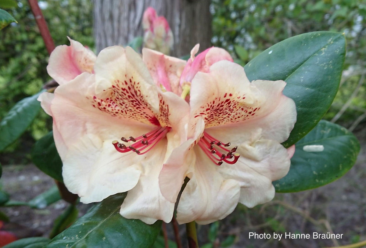 Buy Rhododendron 'Viscy' Peach Orange Blooms — Mr Maple │ Buy Japanese ...