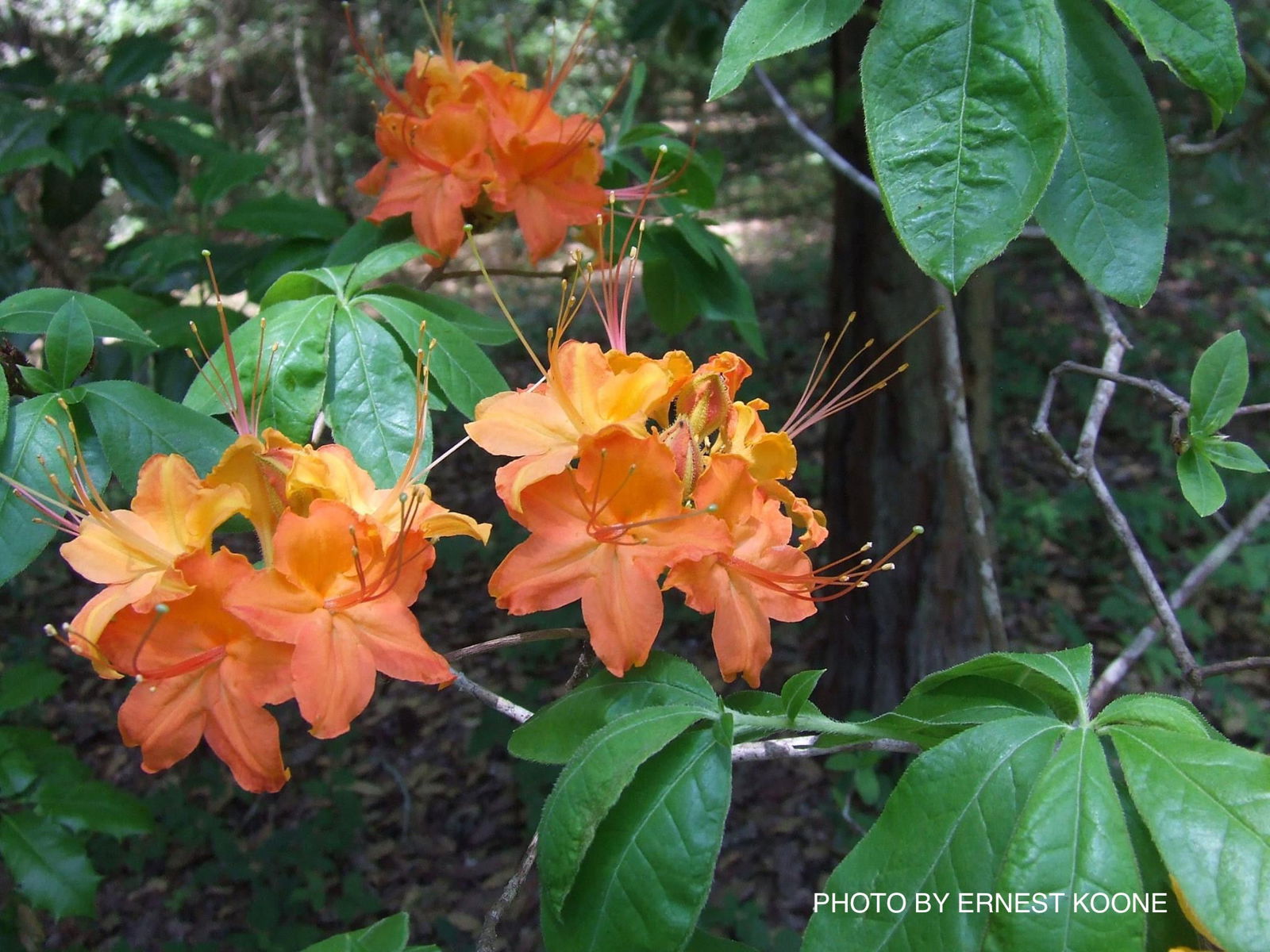 Buy Rhododendron calendulaceum Orange Native Flame Azalea — Mr Maple ...