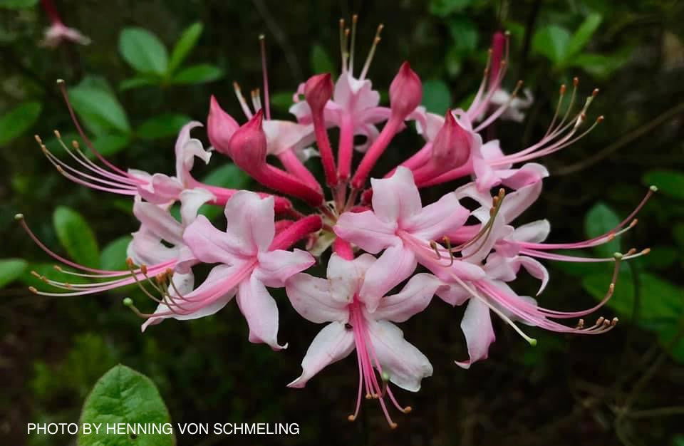 Buy Rhododendron canescens Native Mountain Azalea — Mr Maple │ Buy ...