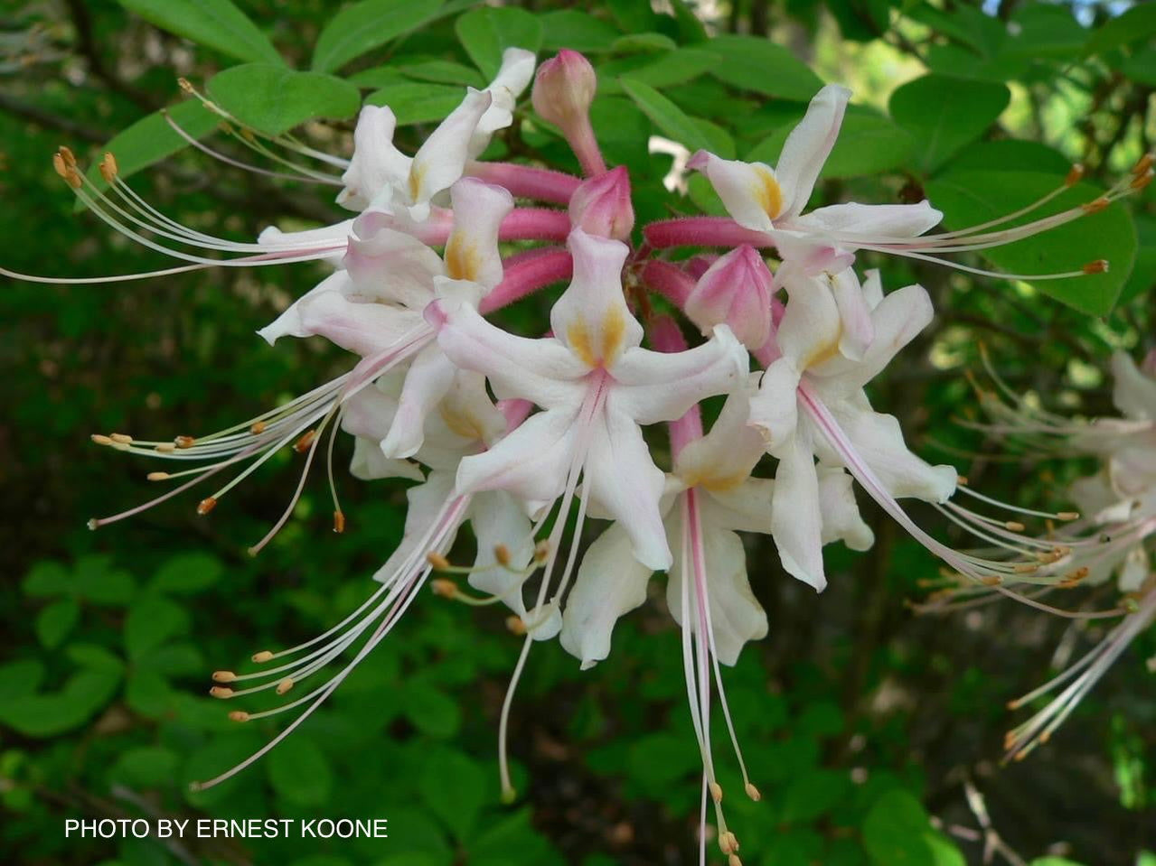 Buy Rhododendron canescens Native Mountain Azalea — Mr Maple │ Buy ...