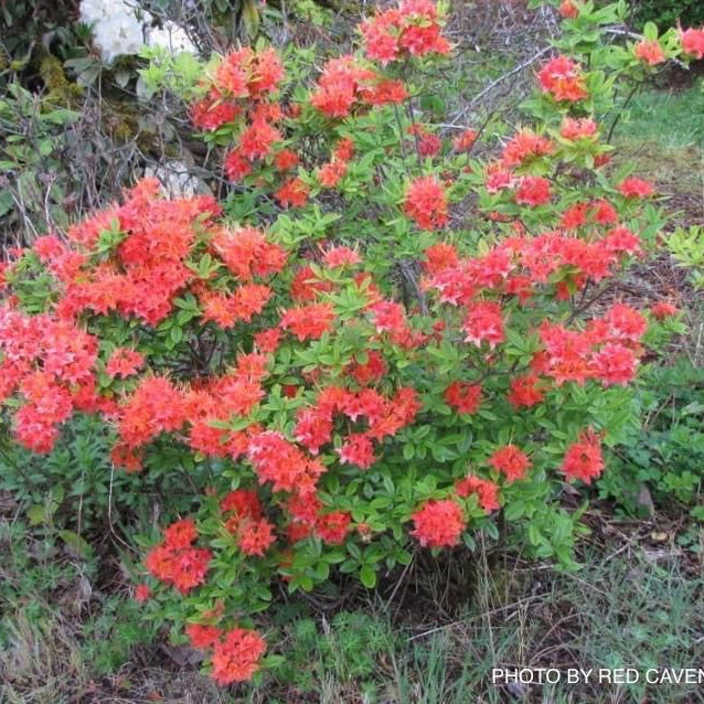 Satsuki Azaleas — Mr Maple │ Buy Japanese Maple Trees
