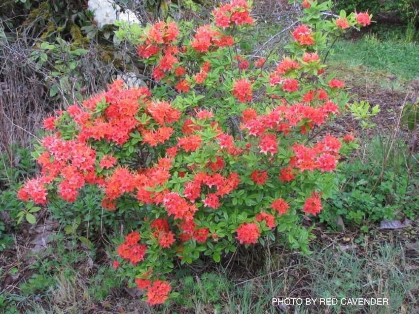 Native Deciduous Azaleas — Mr Maple │ Buy Japanese Maple Trees