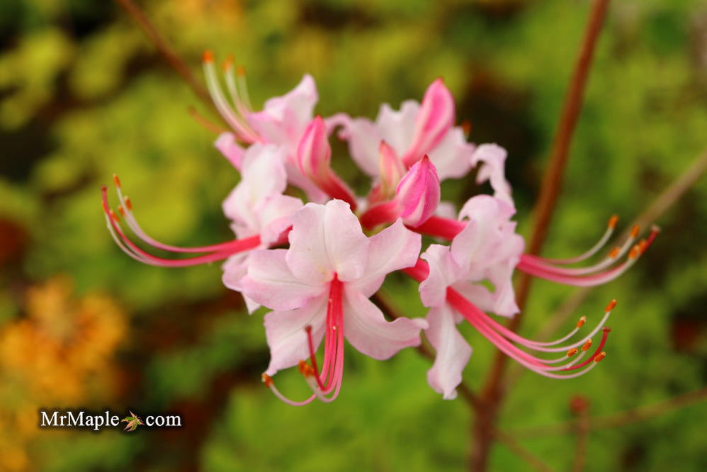 Pink Deciduous Azaleas — Mr Maple │ Buy Japanese Maple Trees