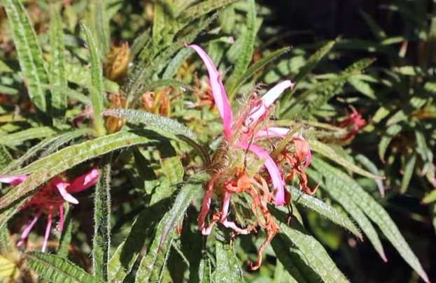 Buy Rhododendron stenopetalum Spider Azalea — Mr Maple │ Buy Japanese ...