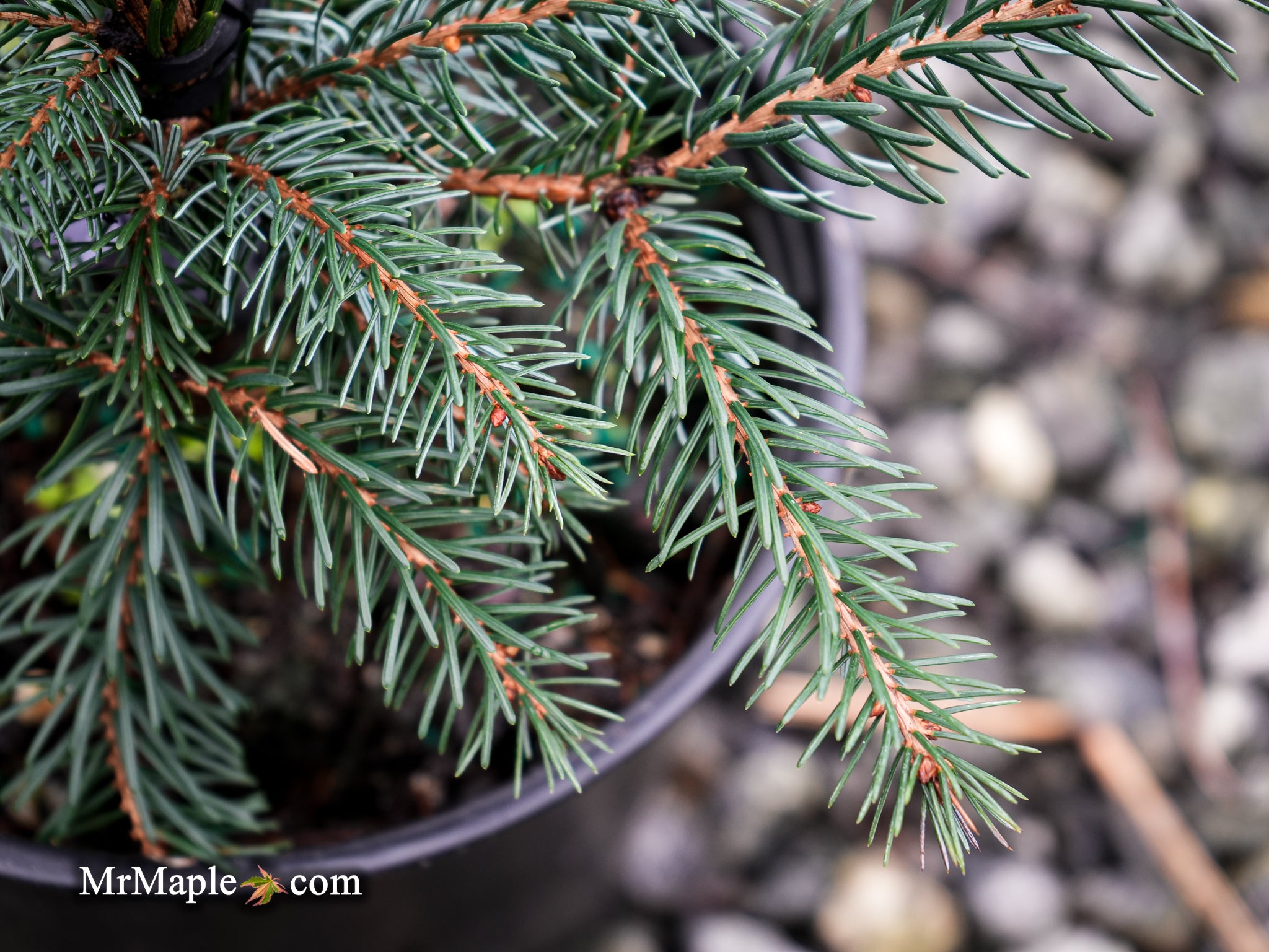 Buy Picea omorika 'Riverside' Serbian Spruce — Mr Maple │ Buy Japanese ...
