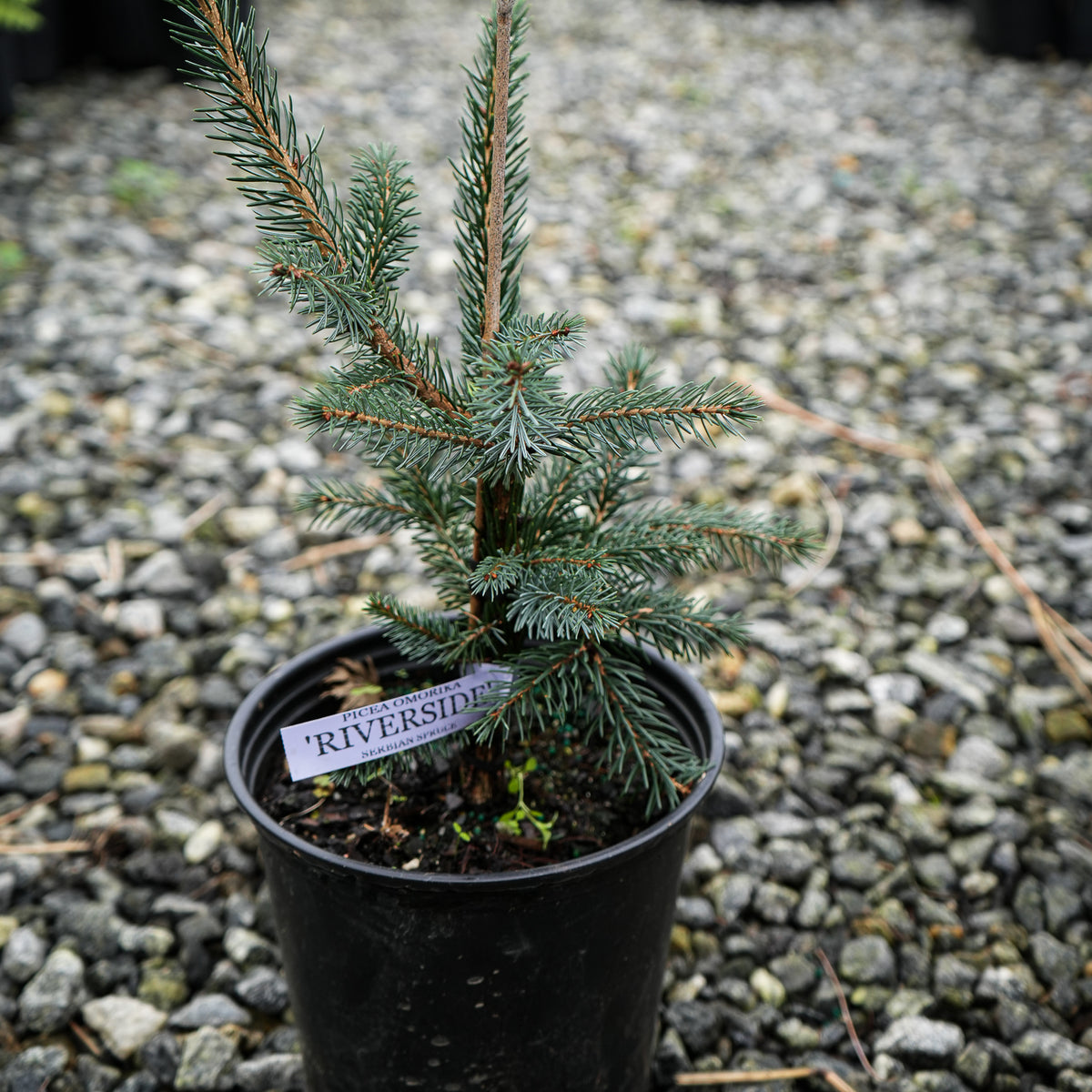 Buy Picea omorika 'Riverside' Serbian Spruce — Mr Maple │ Buy Japanese ...