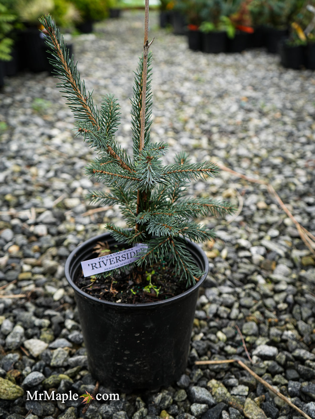 Buy Picea omorika 'Riverside' Serbian Spruce — Mr Maple │ Buy Japanese ...