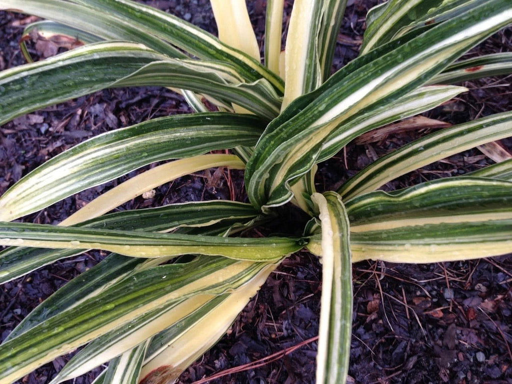 Buy Rohdea japonica 'Piccadilly Pace'' Variegated Omoto Sacred Lily ...