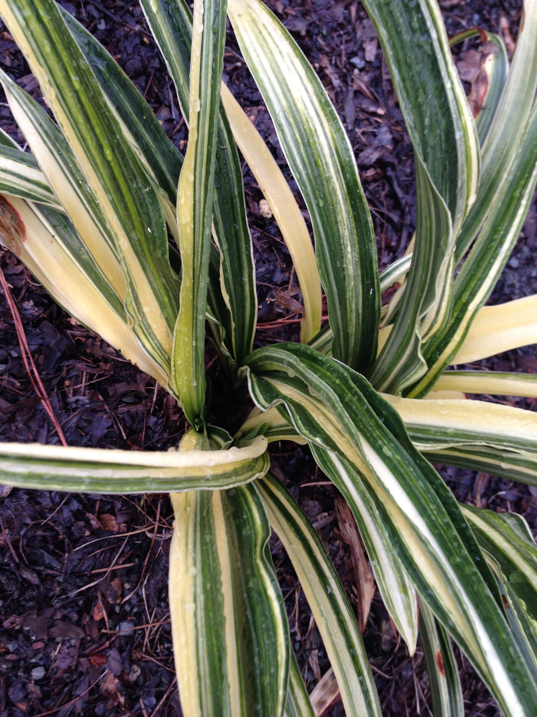 Buy Rohdea japonica 'Piccadilly Pace'' Variegated Omoto Sacred Lily ...