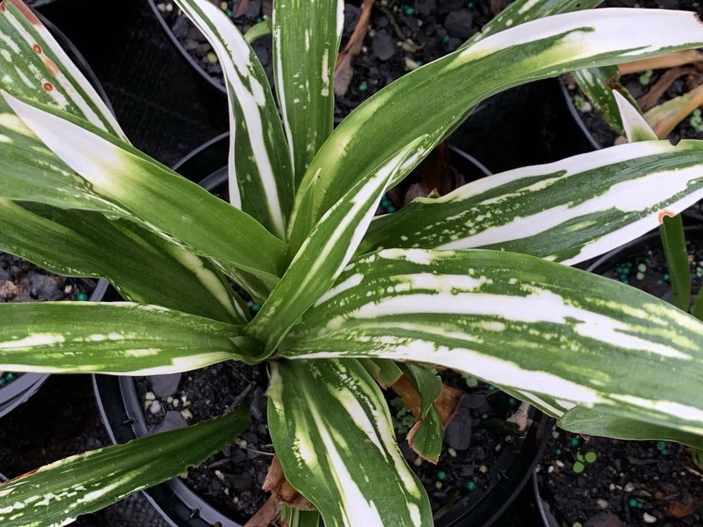 Buy Rohdea japonica 'Shiro botan' Variegated Omoto Sacred Lily — Mr Maple │ Buy Japanese Maple Trees