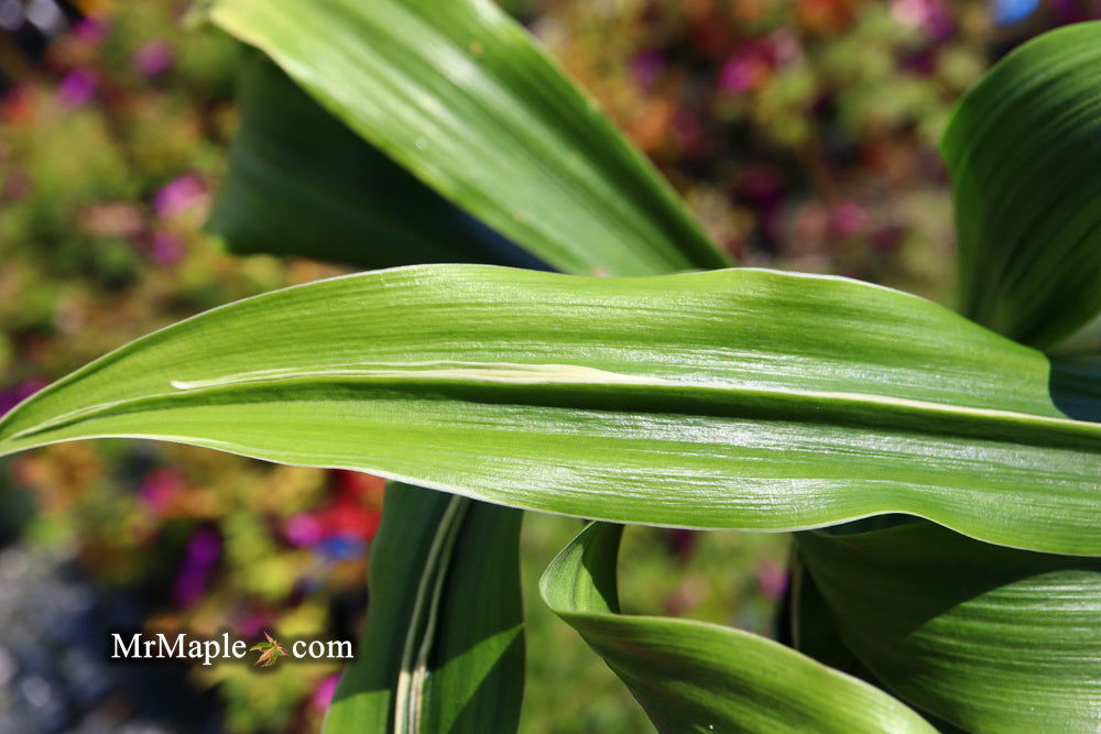 Buy Rohdea japonica 'Suncrest' Sacred Lily — Mr Maple │ Buy Japanese ...