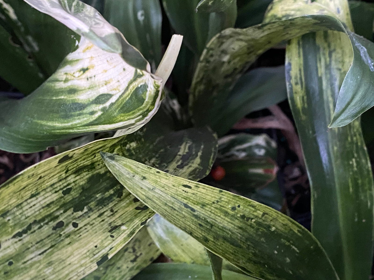 Buy Rohdea japonica 'Washit aka kuma' Variegated Omoto Sacred Lily — Mr ...