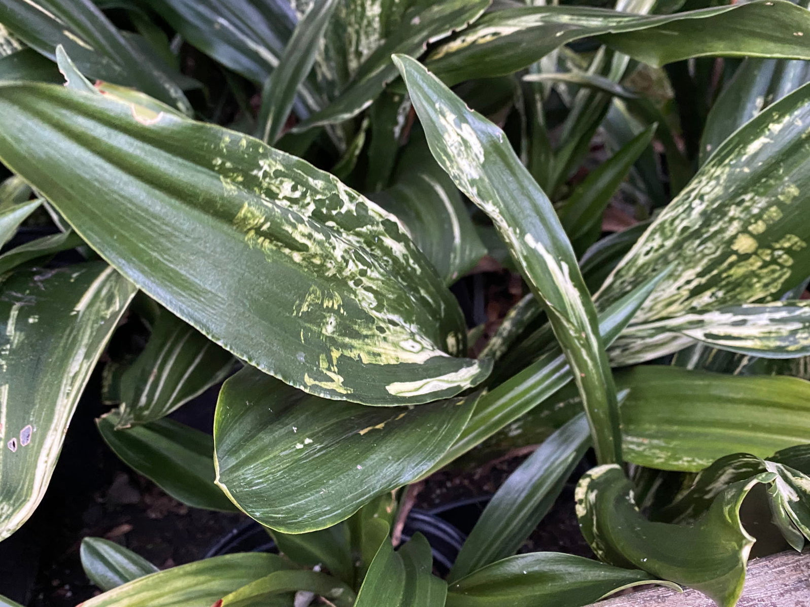 Buy Rohdea japonica 'Washit aka kuma' Variegated Omoto Sacred Lily — Mr ...