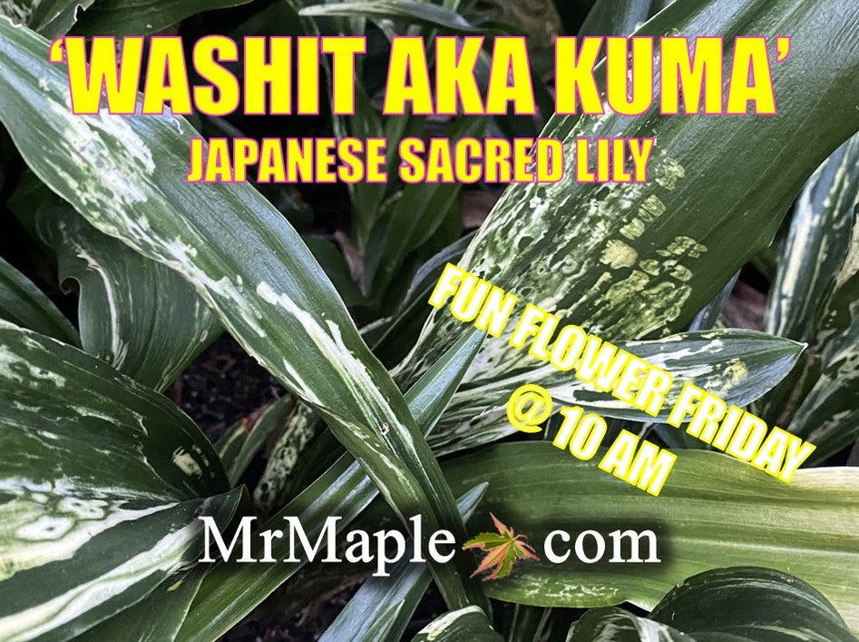 Buy Rohdea japonica 'Washit aka kuma' Variegated Omoto Sacred Lily — Mr ...