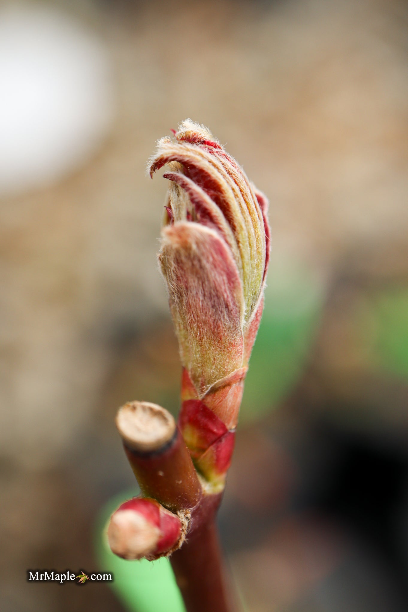 Buy Acer palmatum 'Beni hoshi' Ruby Stars Japanese Maple — Mr Maple ...