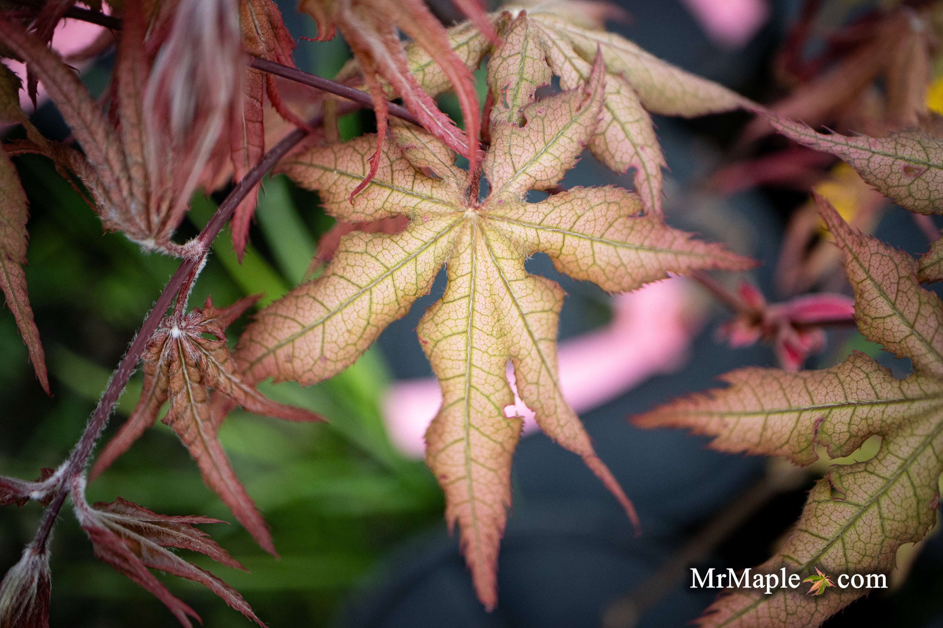 Buy Acer palmatum 'Ruby de Sofia’ Japanese Maple — Mr Maple │ Buy ...