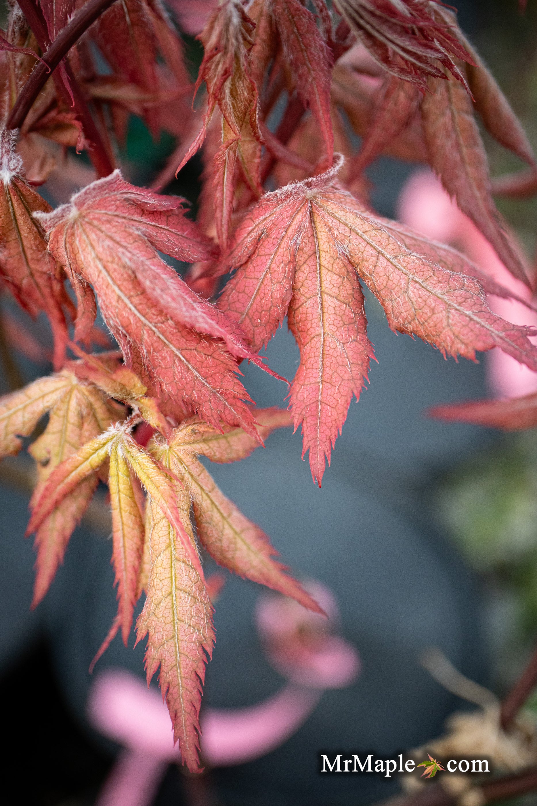 Buy Acer palmatum 'Ruby de Sofia’ Japanese Maple — Mr Maple │ Buy ...