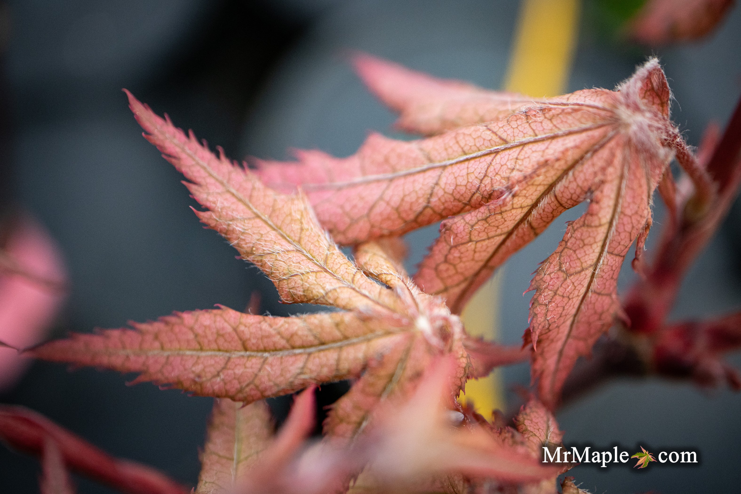 Buy Acer palmatum 'Ruby de Sofia’ Japanese Maple — Mr Maple │ Buy ...