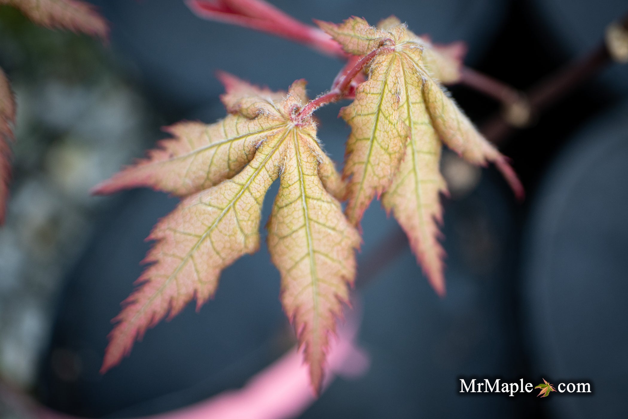 Buy Acer palmatum 'Ruby de Sofia’ Japanese Maple — Mr Maple │ Buy ...