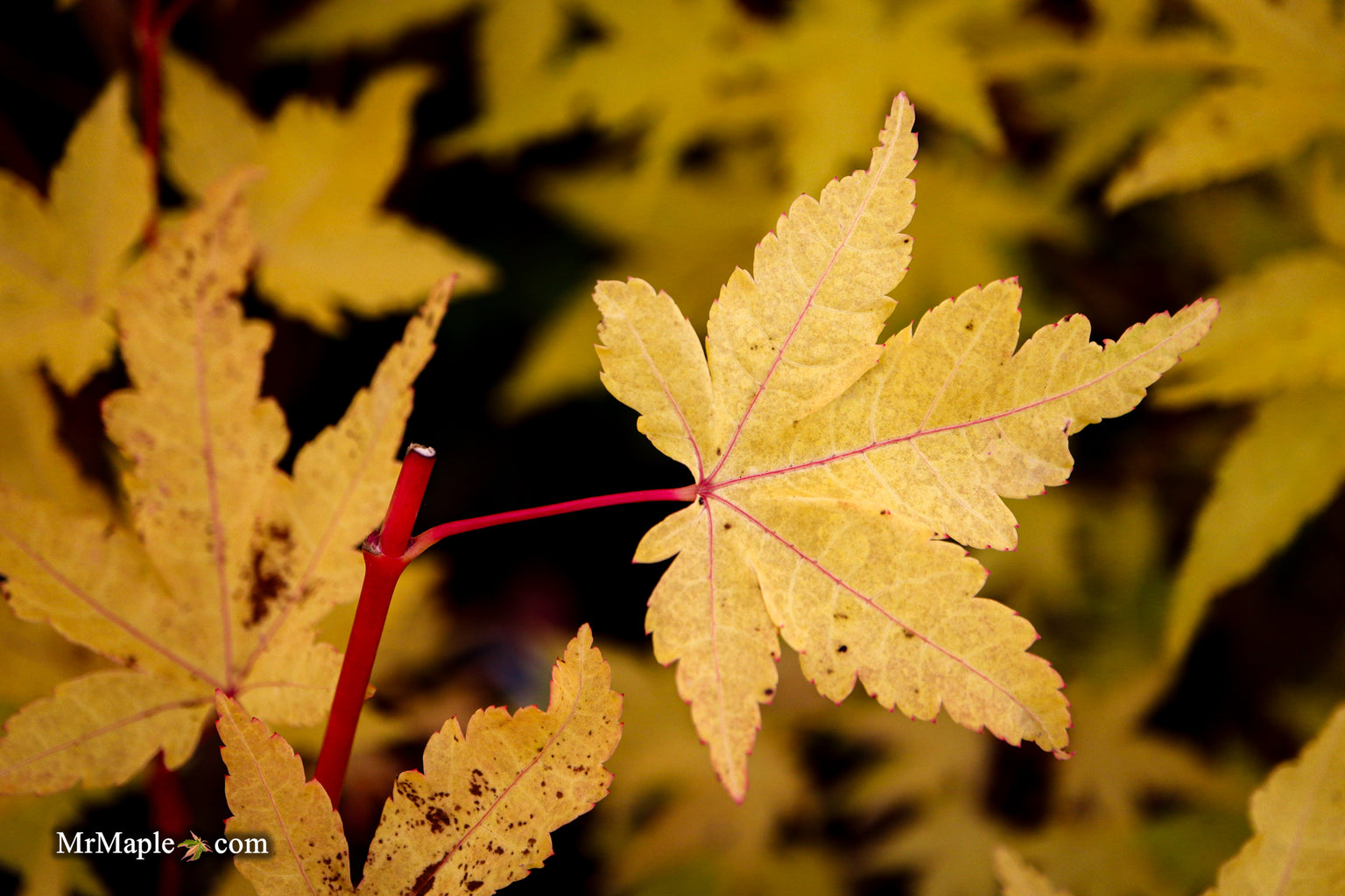 Buy Japanese Maples - MrMaple — Mr Maple │ Buy Japanese Maple Trees