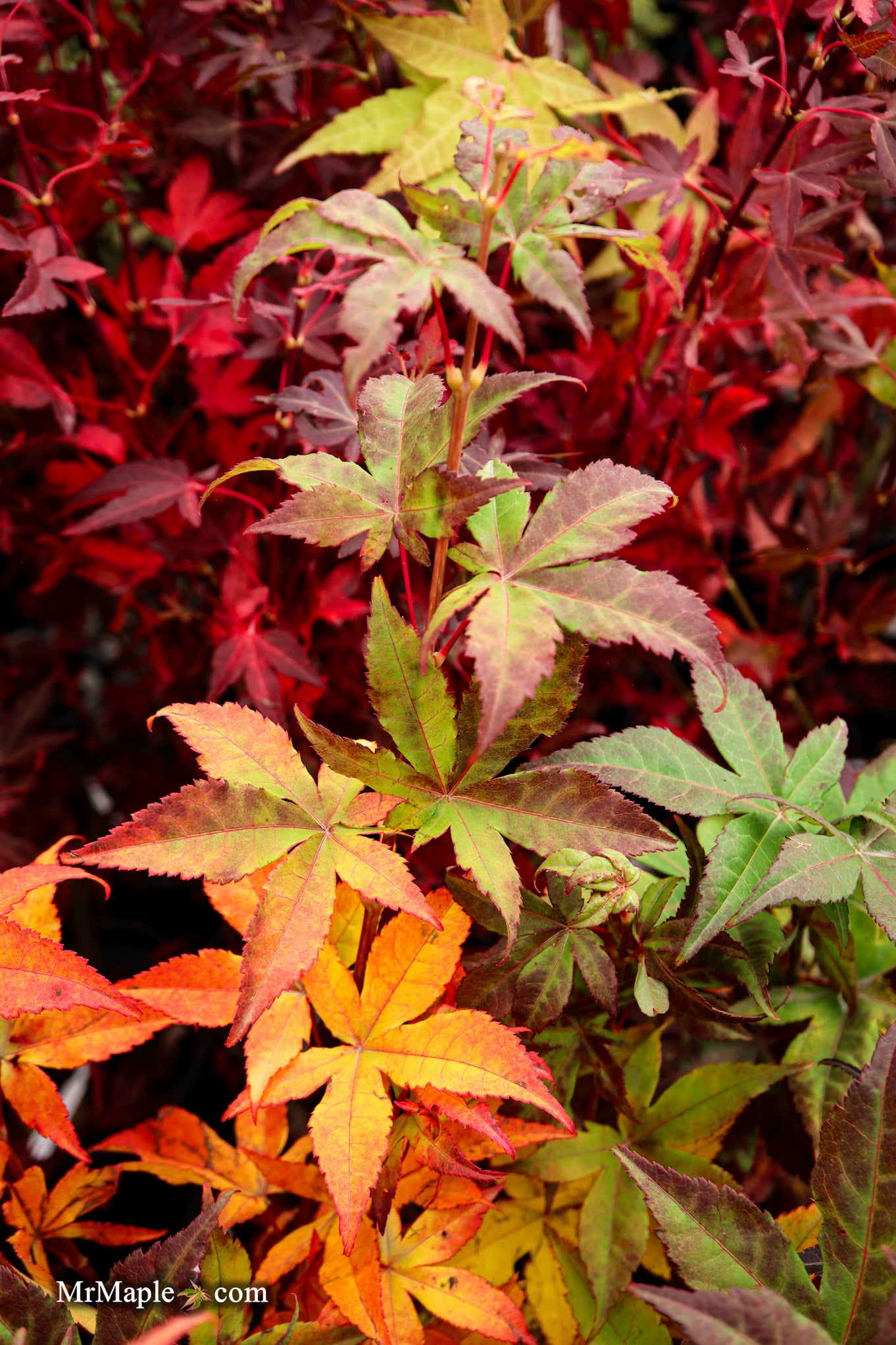 Buy Acer palmatum 'Satsuki beni' Japanese Maple — Mr Maple │ Buy ...