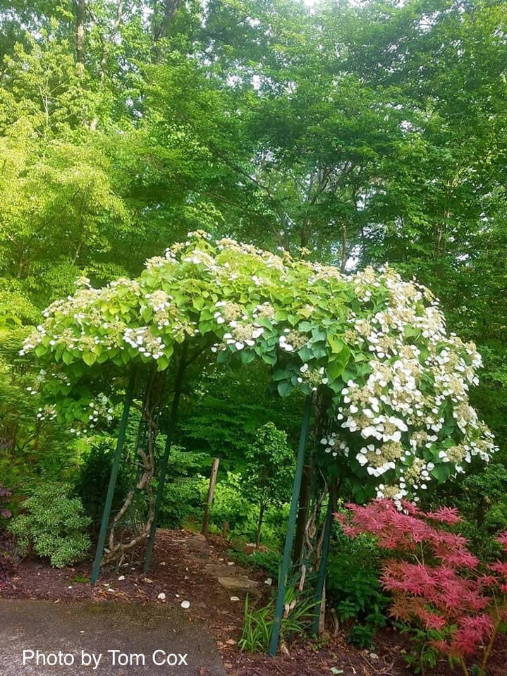 Buy Schizophragma Hydrangeoides 'Moonlight' Climbing Hydrangea — Mr ...