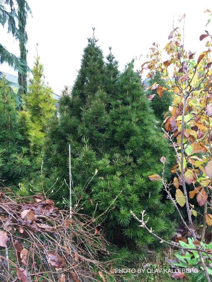 Buy Sciadopitys verticillata 'Green Star' Japanese Umbrella Pine Tree ...