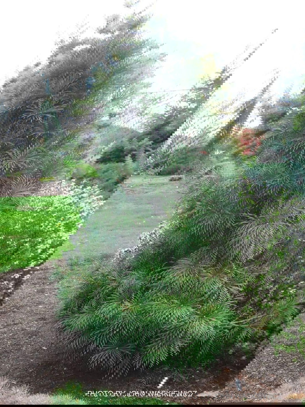 Sciadopitys verticillata 'Wintergreen' Japanese Umbrella Pine Tree — Mr ...