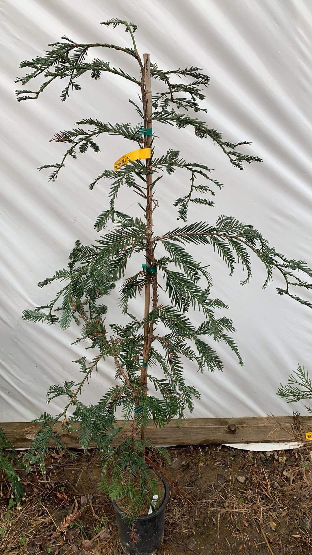 Buy Sequoia sempervirens 'Aptos Blue' Coastal Redwood — Mr Maple │ Buy ...