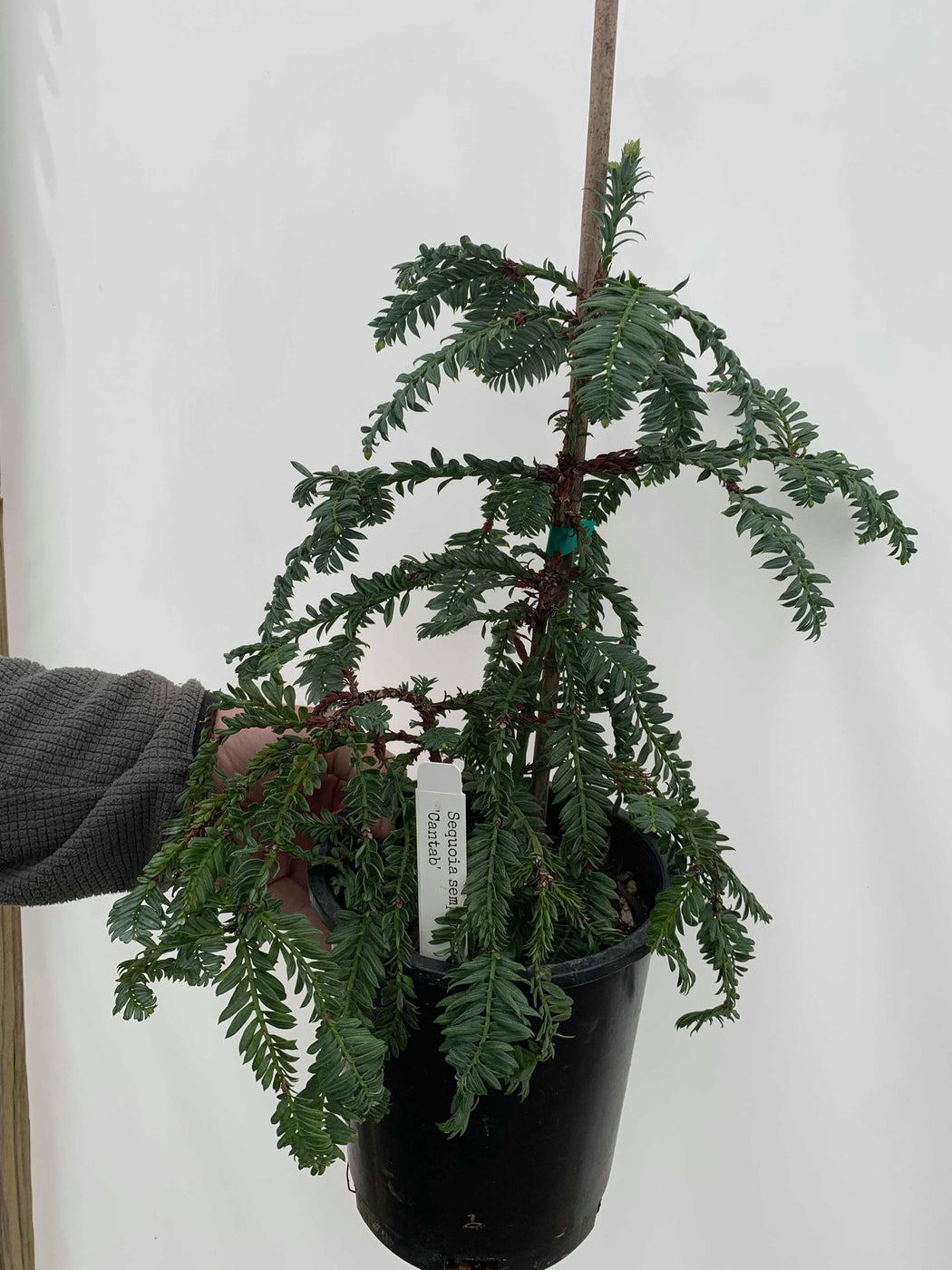 Buy Sequoia sempervirens 'Cantab Dwarf Coastal Redwood — Mr Maple │ Buy ...