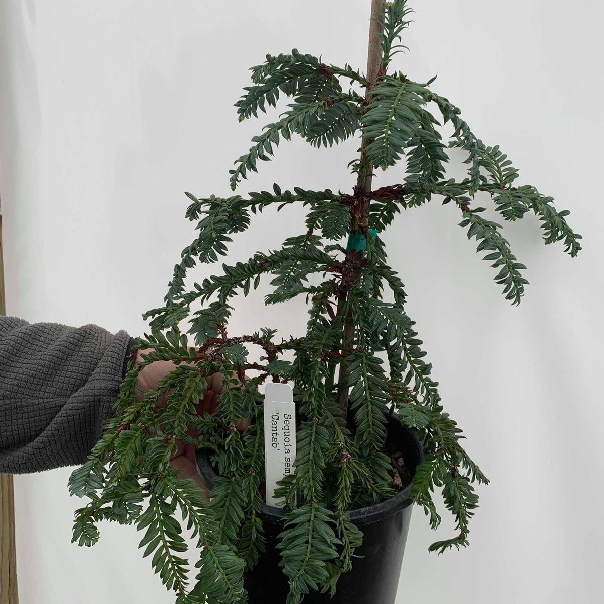 Buy Sequoia sempervirens 'Cantab Dwarf Coastal Redwood — Mr Maple │ Buy ...