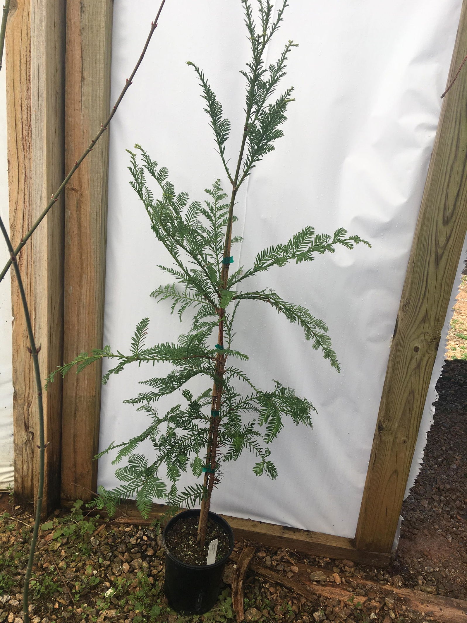 Buy Sequoia sempervirens 'Emily Brown' Narrow Coastal Redwood — Mr ...