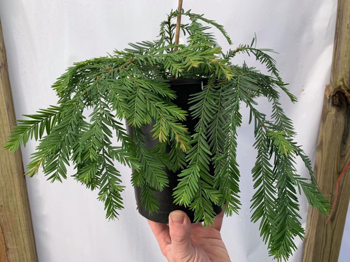 Buy Sequoia sempervirens 'Kelly's Prostrate' Flat Dwarf Coastal Redwood ...