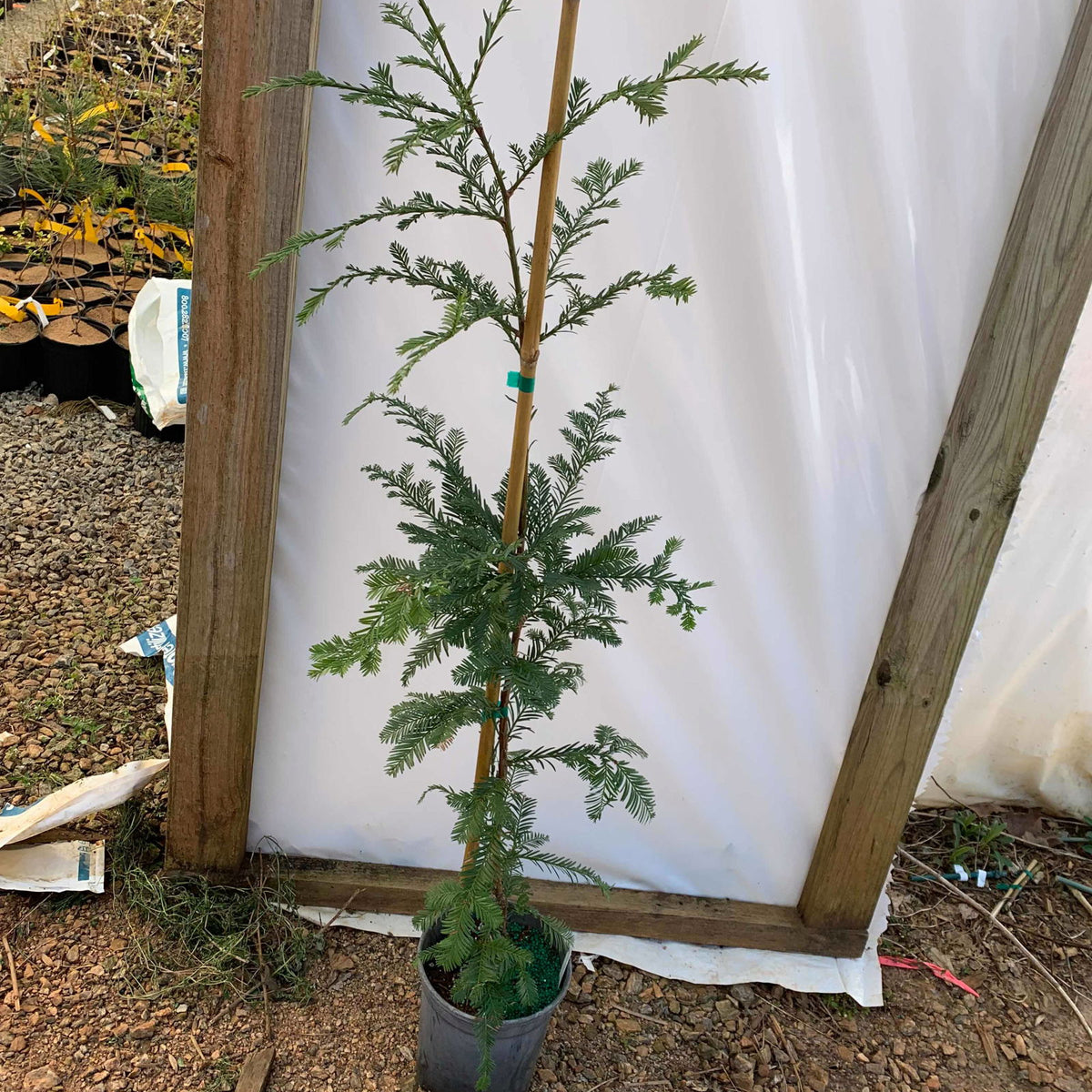 Buy Sequoia sempervirens 'Soquel' Coastal Redwood — Mr Maple │ Buy ...