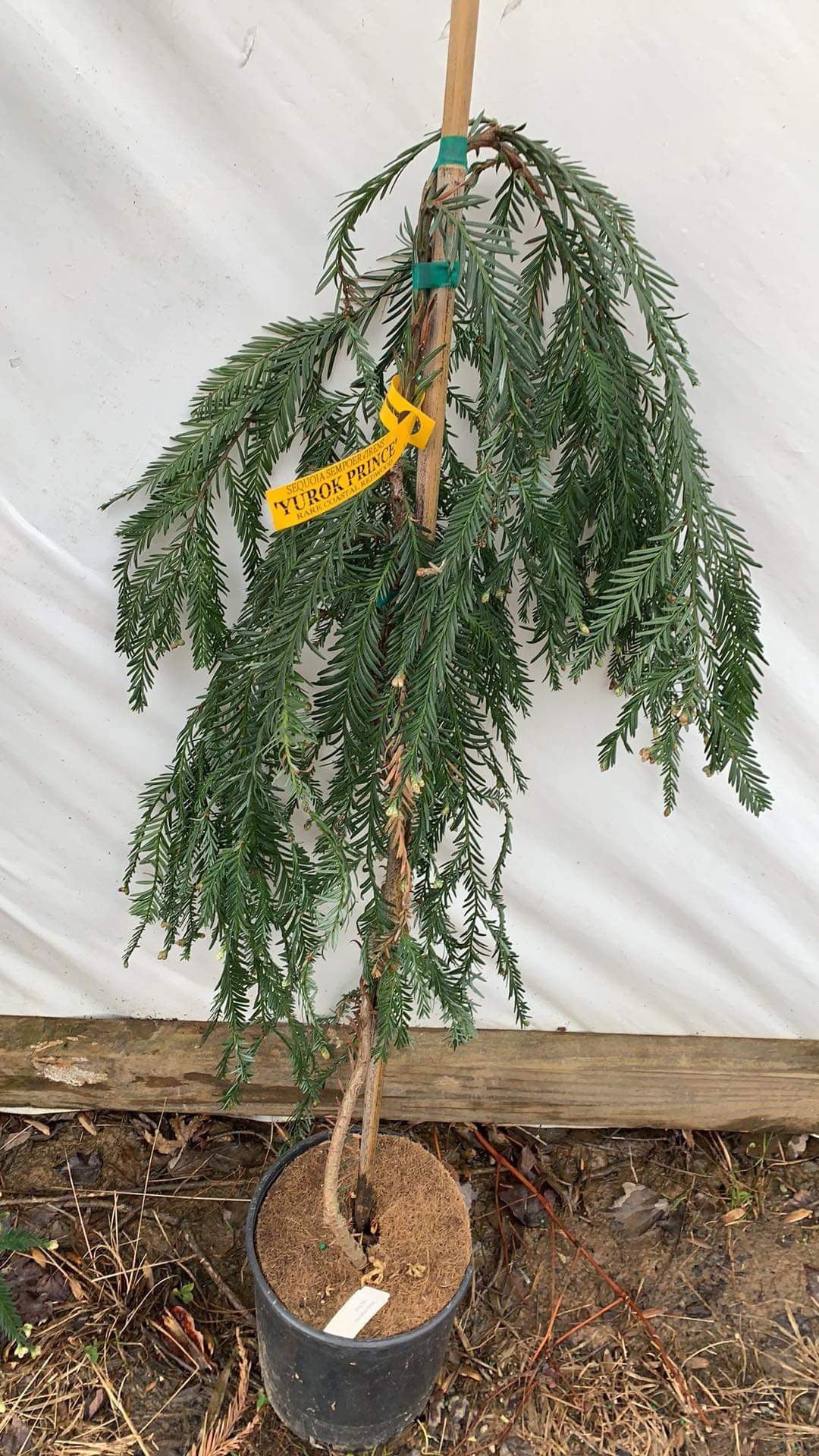 Buy Sequoia sempervirens 'Yurok Prince' Dwarf Spreading Coastal Redwood ...
